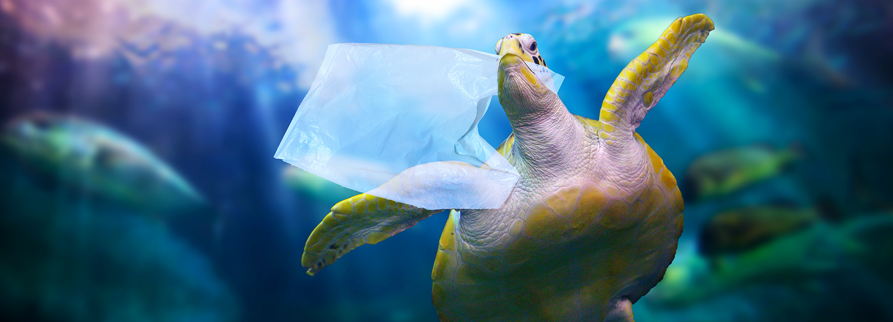 Microplastics Tiny Particles Cause Big Problems Ieee Transmitter